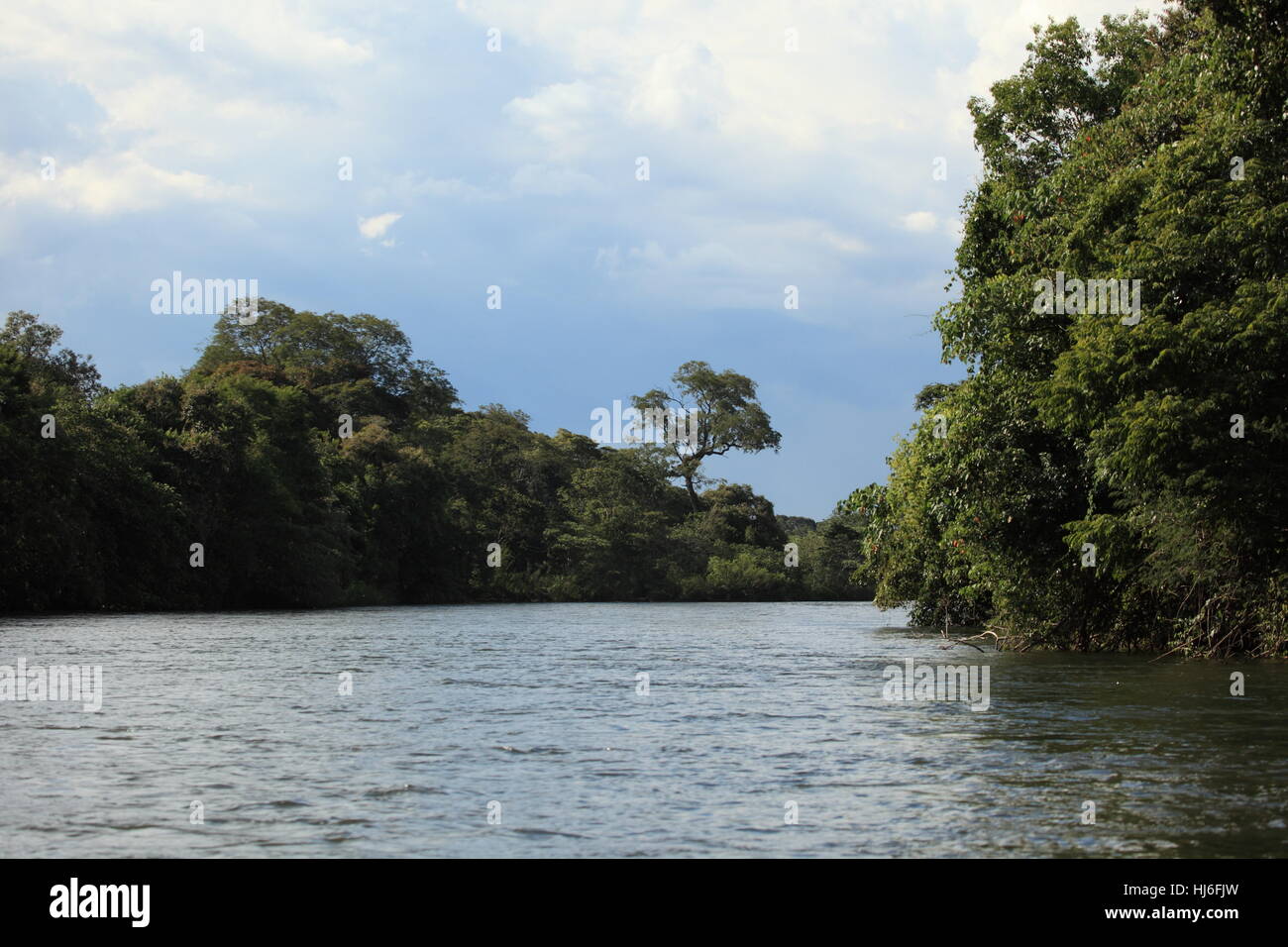 virgin forest, jungle, argentina, brazil, south america, amazon, forest ...