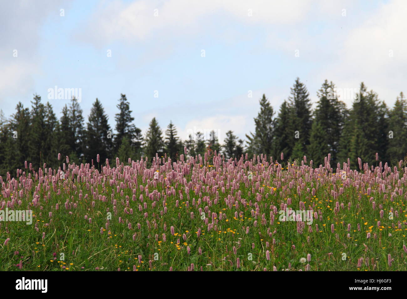 alp, vegetation, alp meadow, meadow, herbs, environment, enviroment ...
