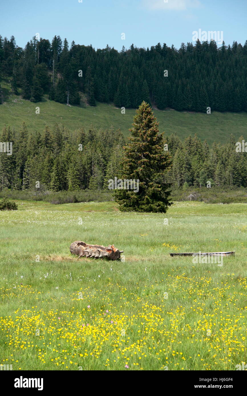 tree, alp, vegetation, alp meadow, meadow, fir, environment, enviroment ...