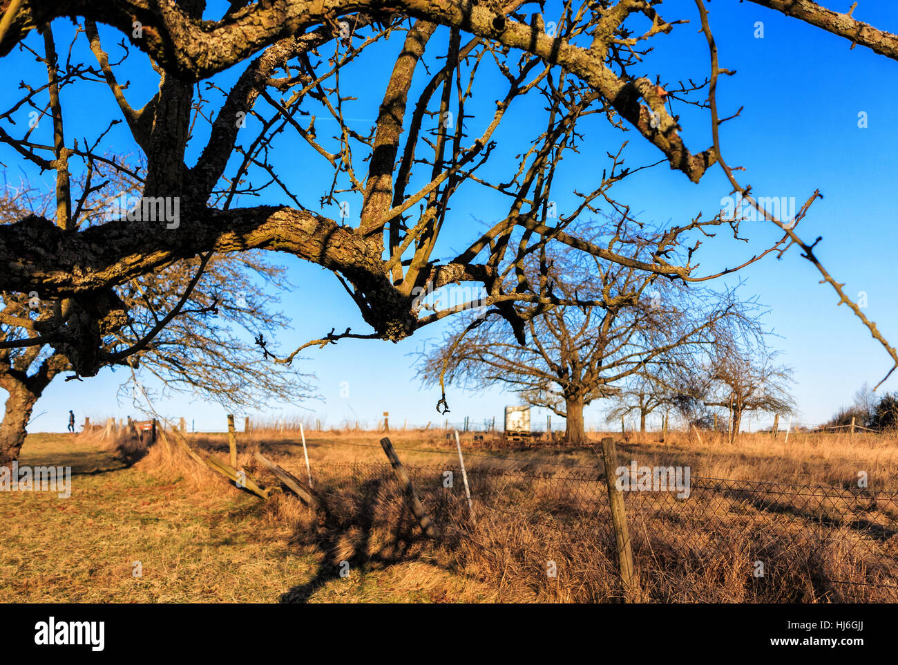 Broken apple tree hi-res stock photography and images - Alamy