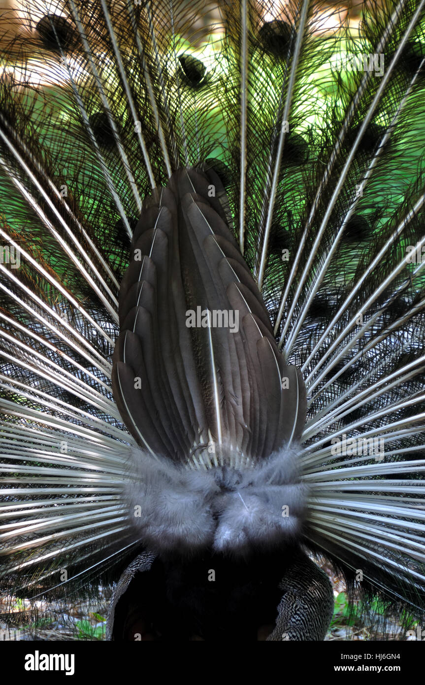 wheel, bird, birds, feathers, rear view, peacock, nature, wheel, bird ...