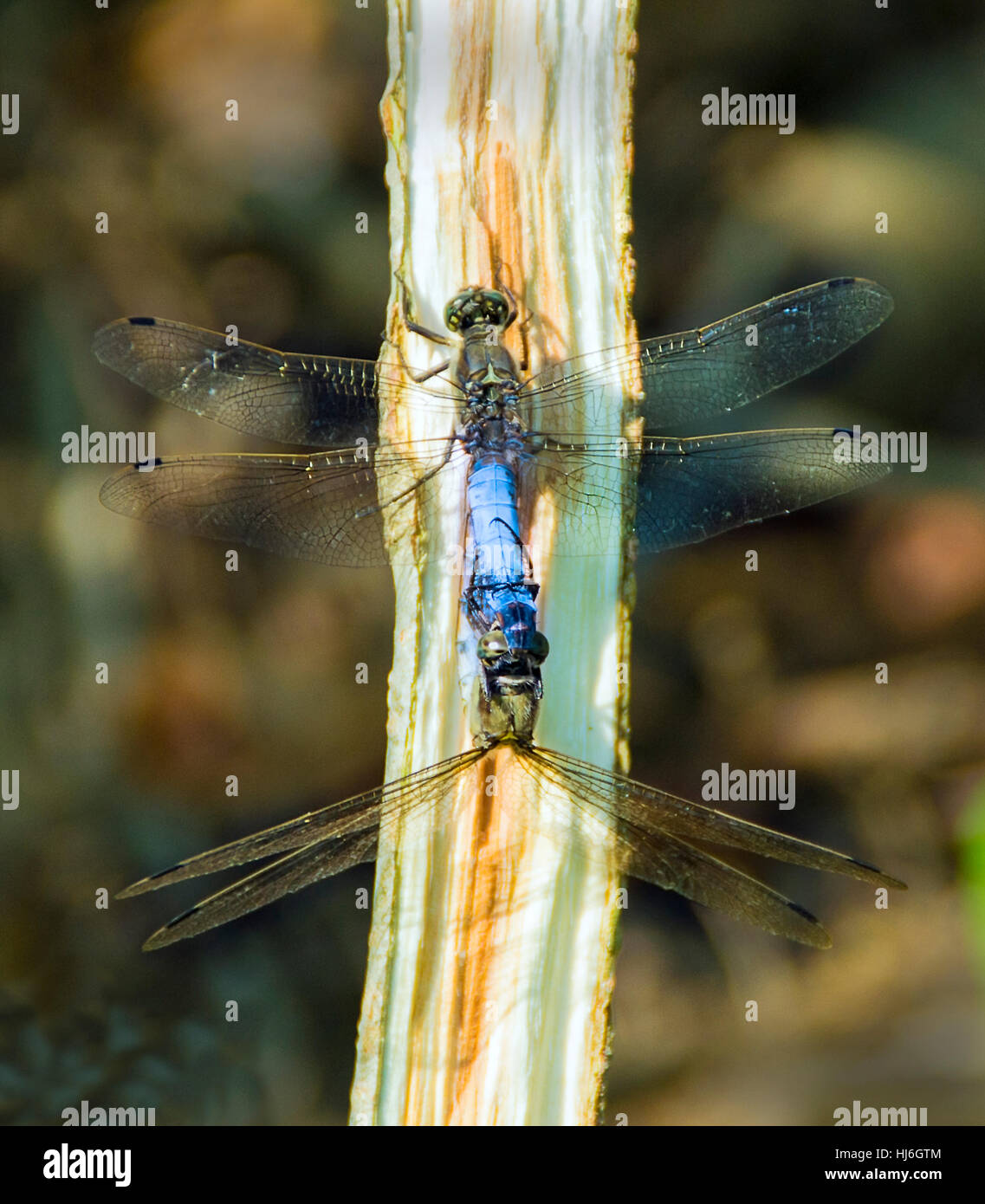 insects, dragonfly, mating, mate, insects, dragonfly, mating, mate ...