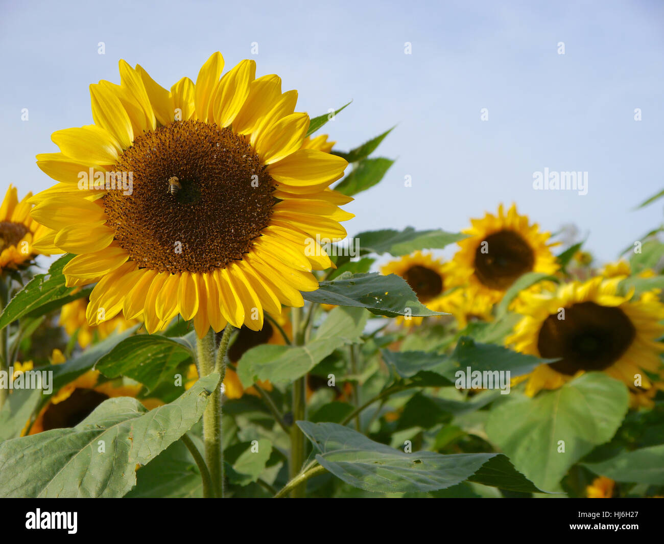 garden, bloom, blossom, flourish, flourishing, summer, summerly, flower Stock Photo - Alamy