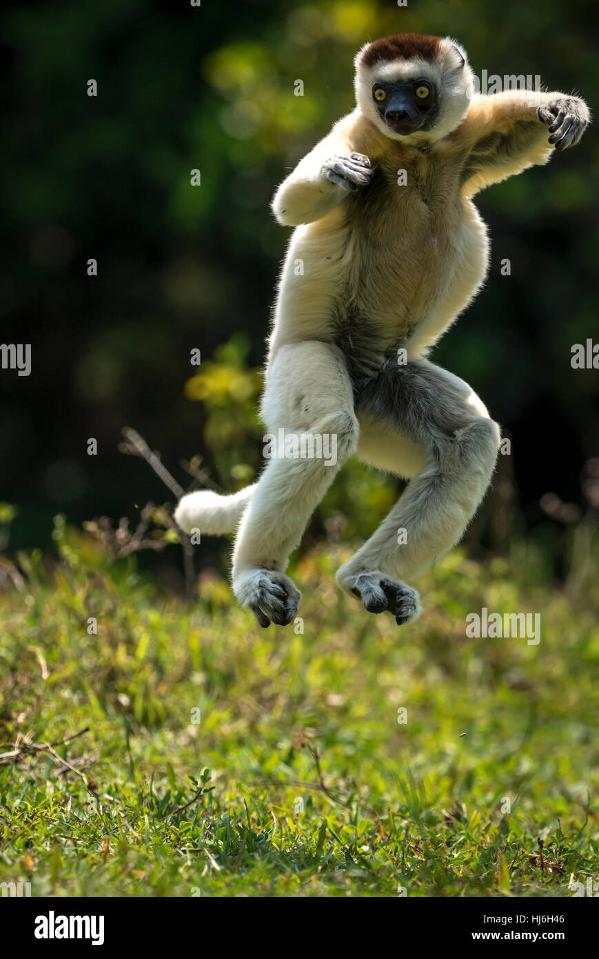 Leaping lemurs hi-res stock photography and images - Alamy
