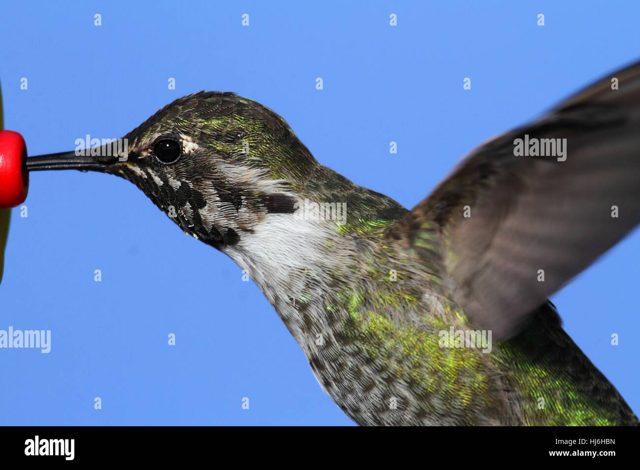 blue, animal, bird, fauna, wild, birds, wing, feathers, wildlife ...