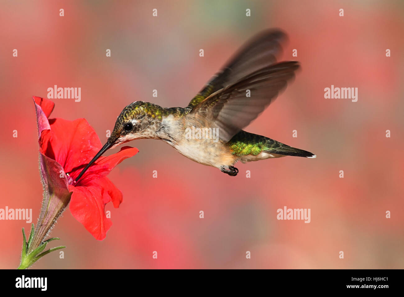 animal, bird, flower, plant, fauna, wild, birds, wing, feathers ...