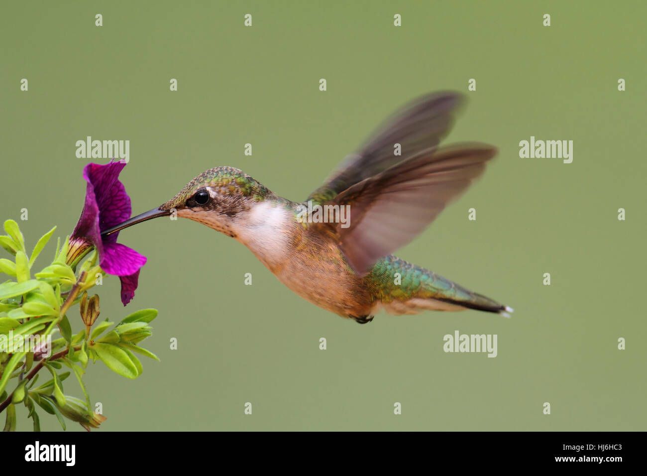 animal, bird, flower, plant, wild, birds, wing, feathers, wildlife ...
