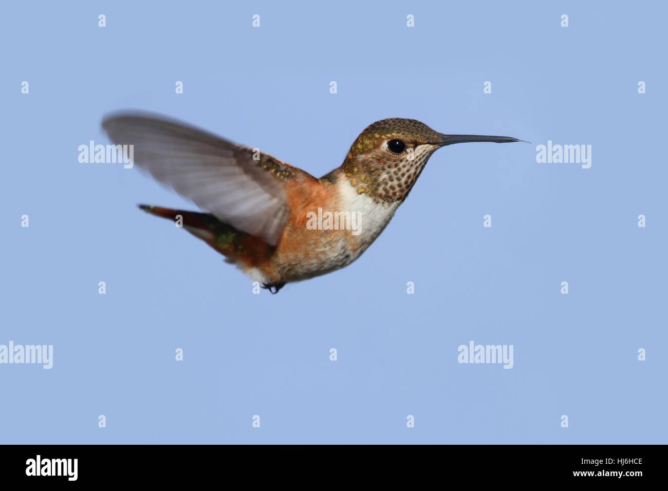 blue, animal, bird, wild, birds, wing, feathers, wildlife, hummingbird ...