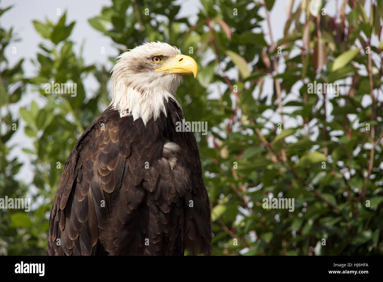 Weikopf seeadler hi-res stock photography and images - Alamy