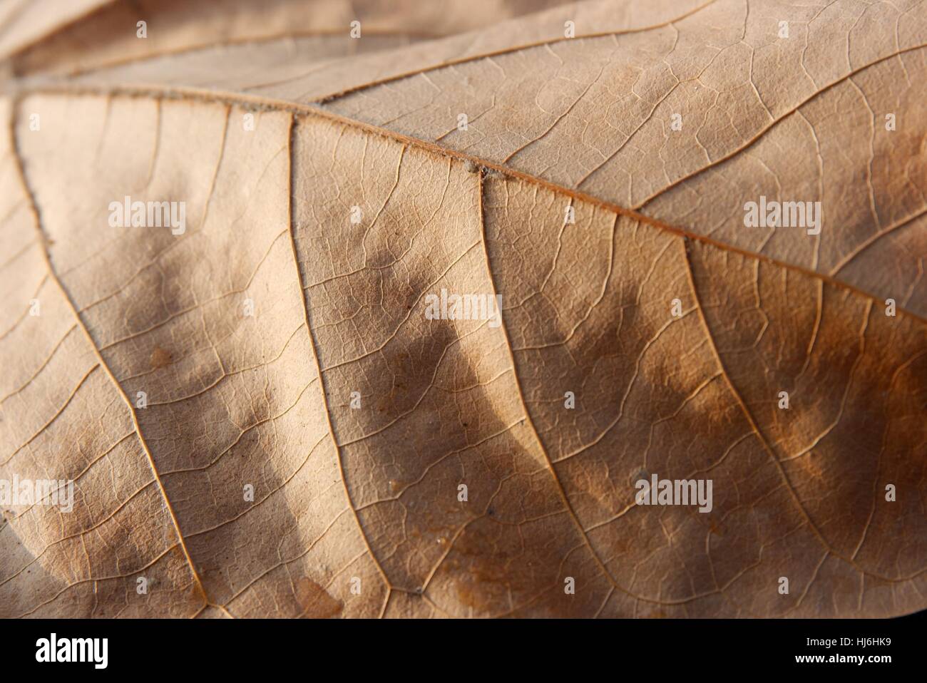Brown autumn leaf Stock Photo - Alamy