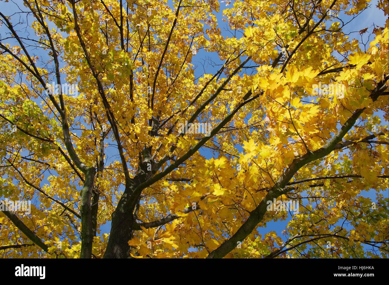 leaf, colour, tree, leaves, color, colorful, foliage, nature, fall ...