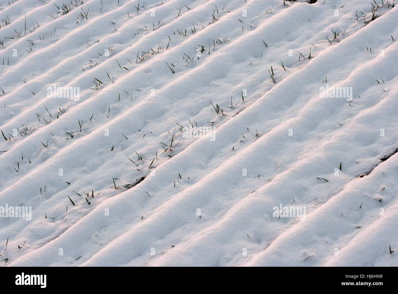 Cover crop plow hi-res stock photography and images - Alamy