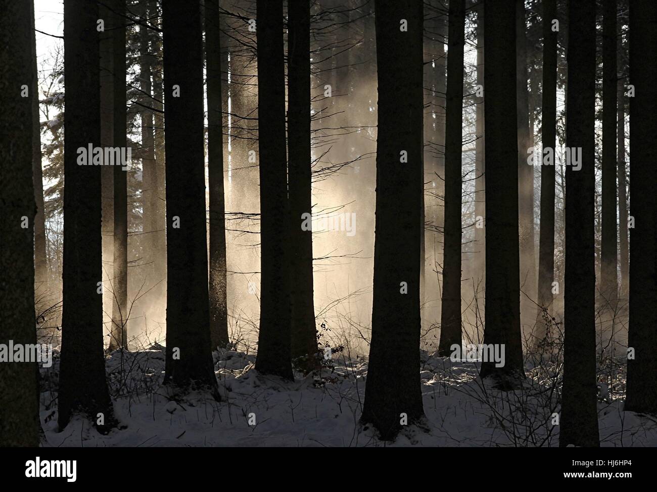 in winter fairy forest Stock Photo - Alamy