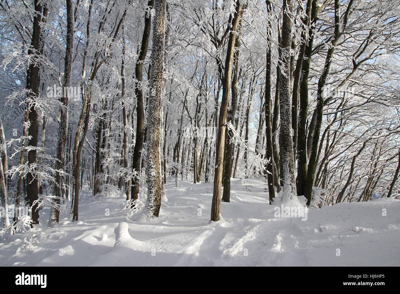 Filigree branches hi-res stock photography and images - Alamy