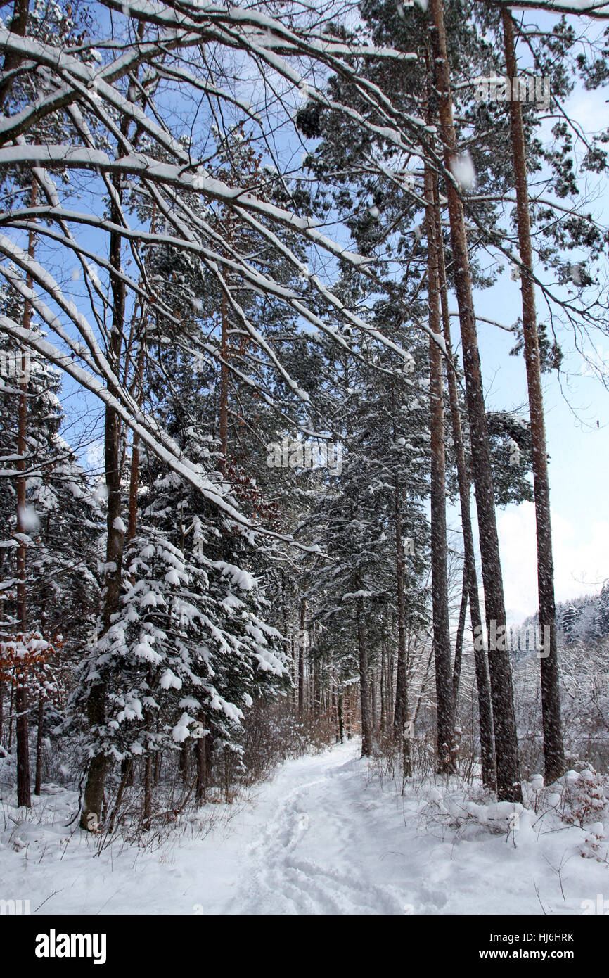 tree, trees, winter, snowy, sense, snowfall, path, way, snow, forest ...