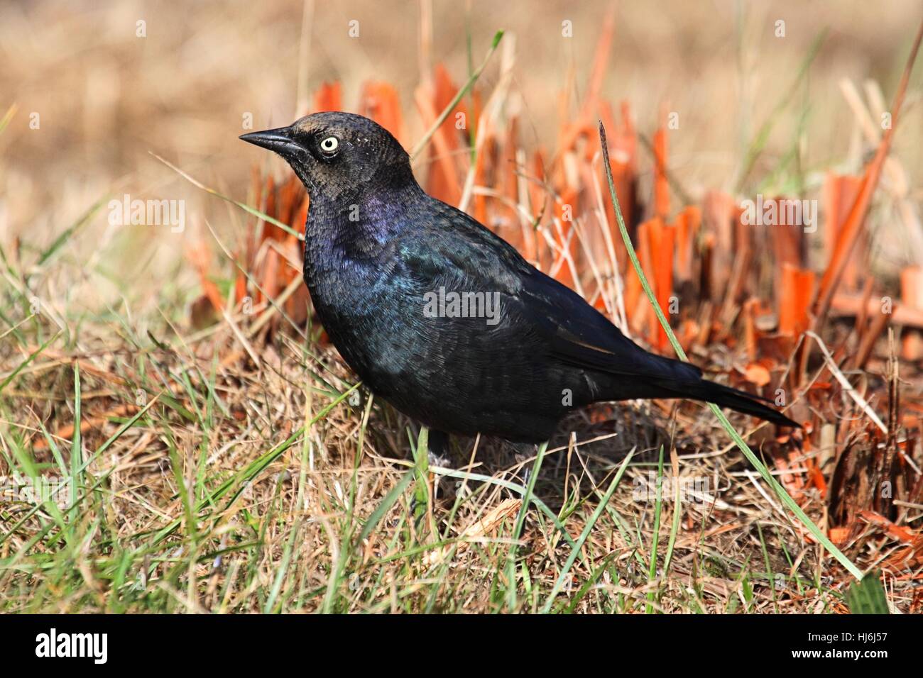 animal, bird, fauna, wild, male, masculine, birds, wildlife, blackbird ...