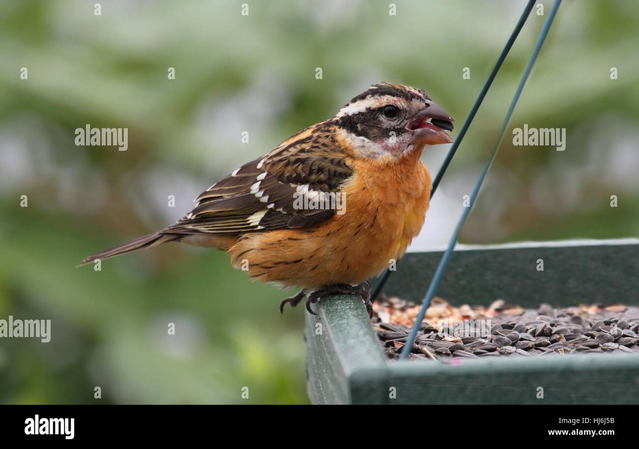 animal, bird, fauna, wild, birds, wing, feathers, wildlife, grosbeak ...
