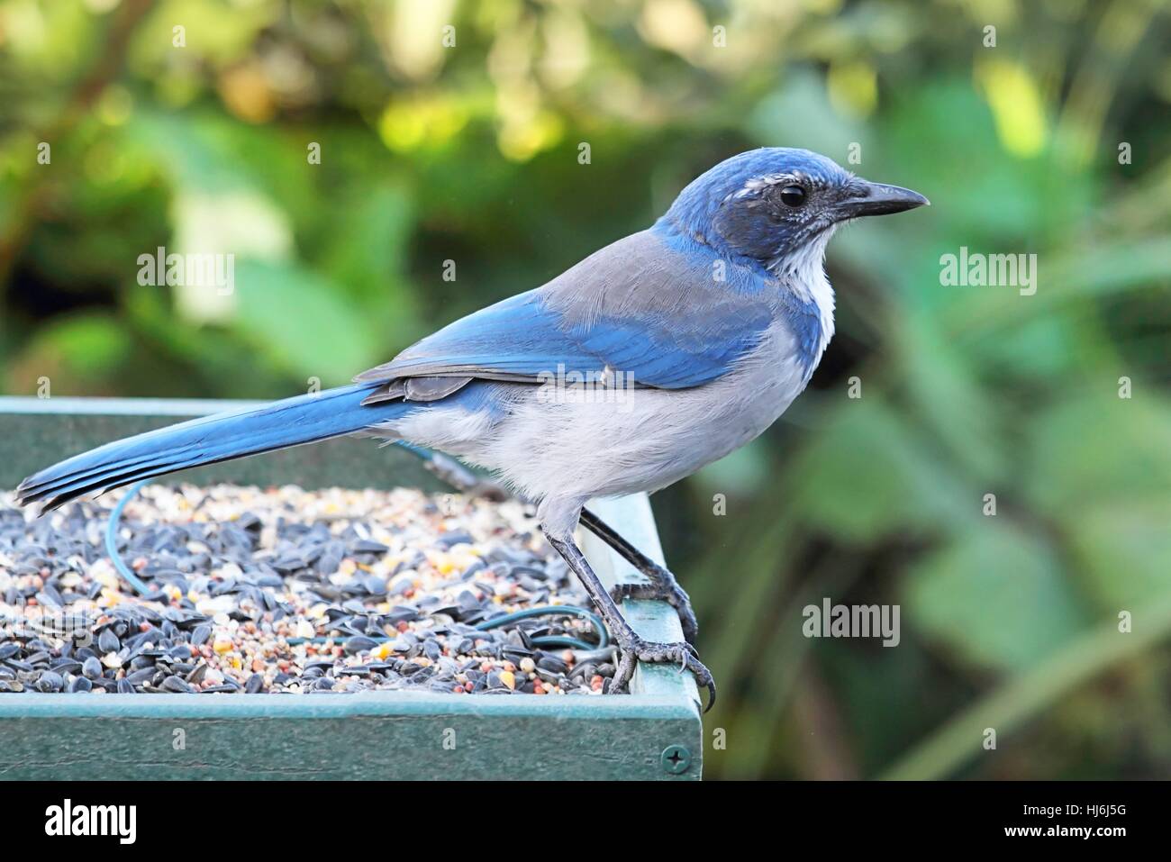 blue, animal, bird, fauna, wild, birds, wing, feathers, wildlife, jay ...