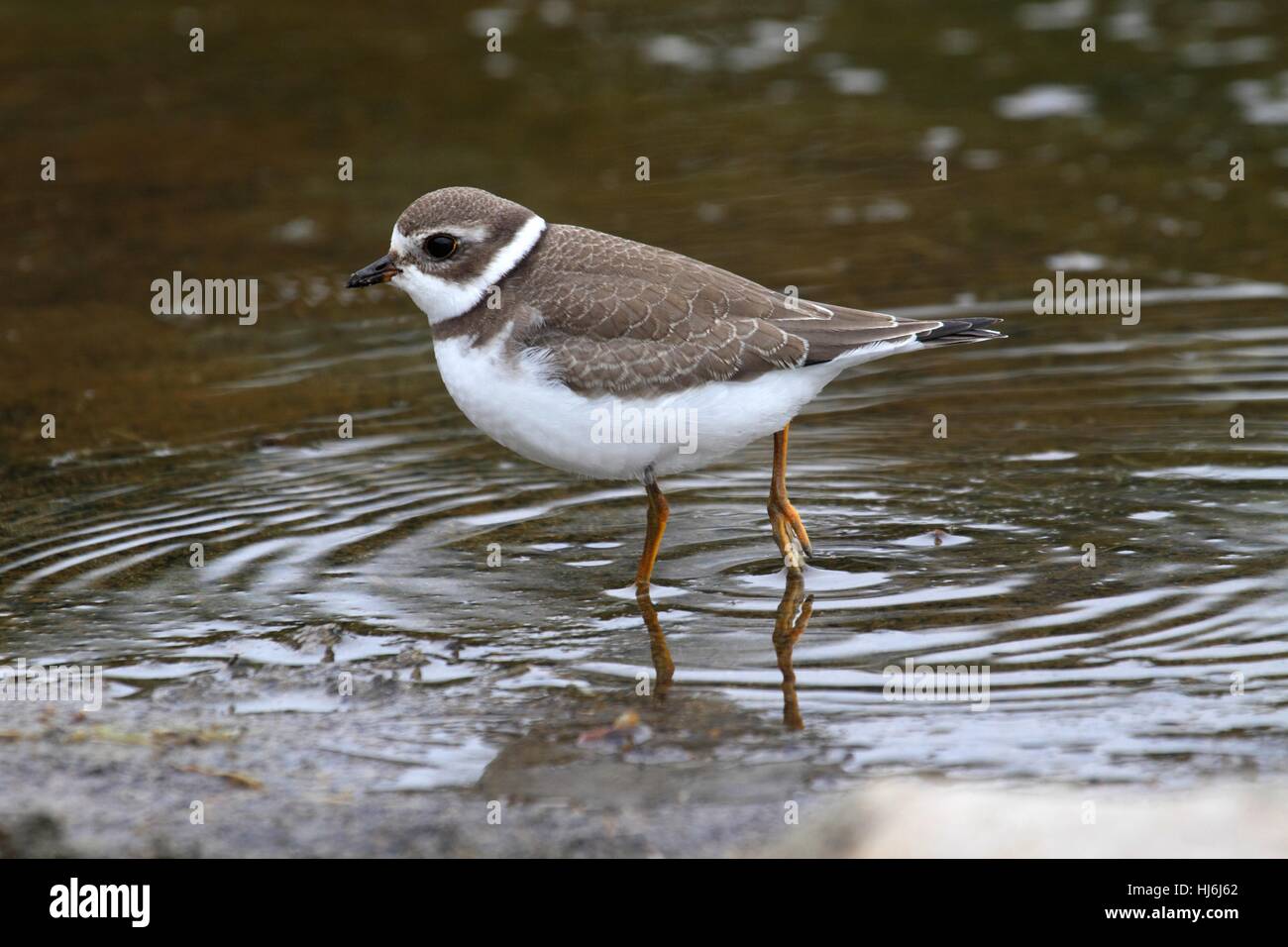 animal, bird, wild, birds, wildlife, plover, salt water, sea, ocean ...