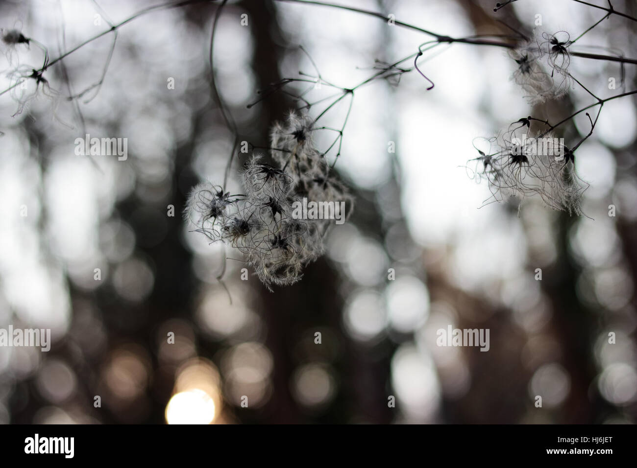 Paris tree hi-res stock photography and images - Alamy