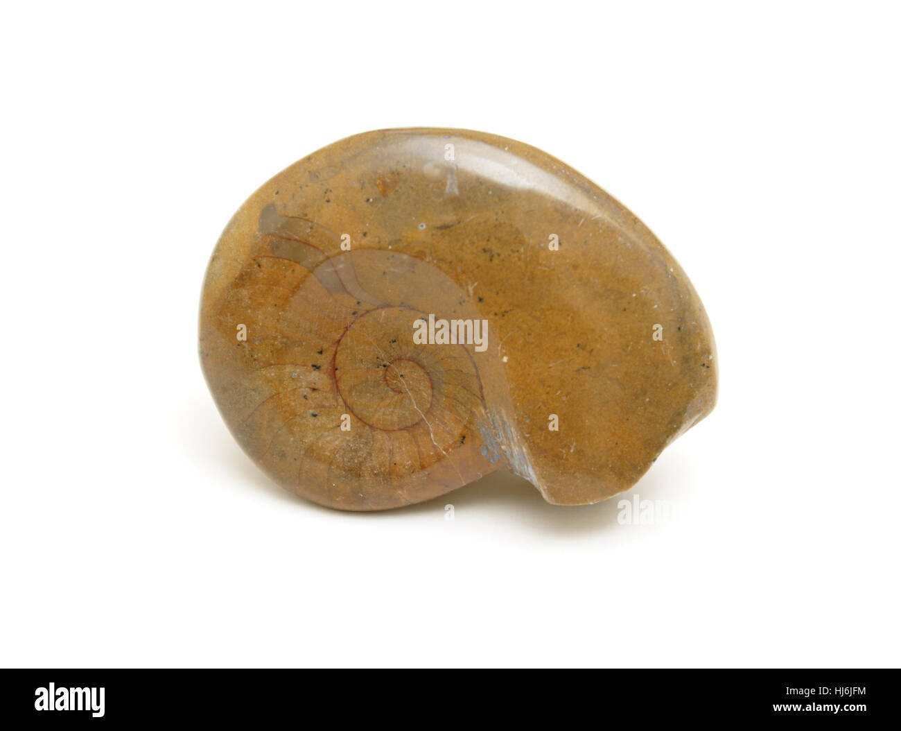 stone, science, animal, shell, creature, spiral, pattern, fossil ...