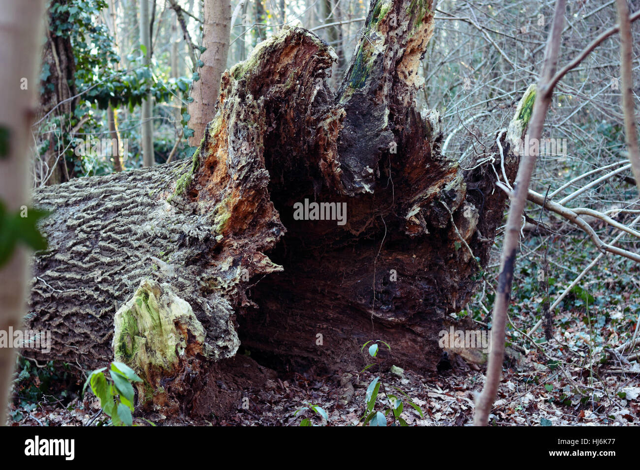 Dead tree in the forest, Paris, France Stock Photo - Alamy