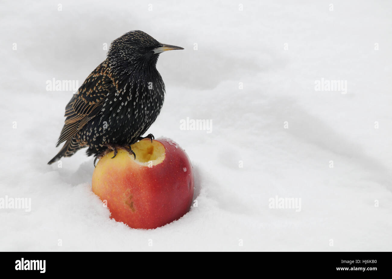 Apples for the birds hi-res stock photography and images - Alamy