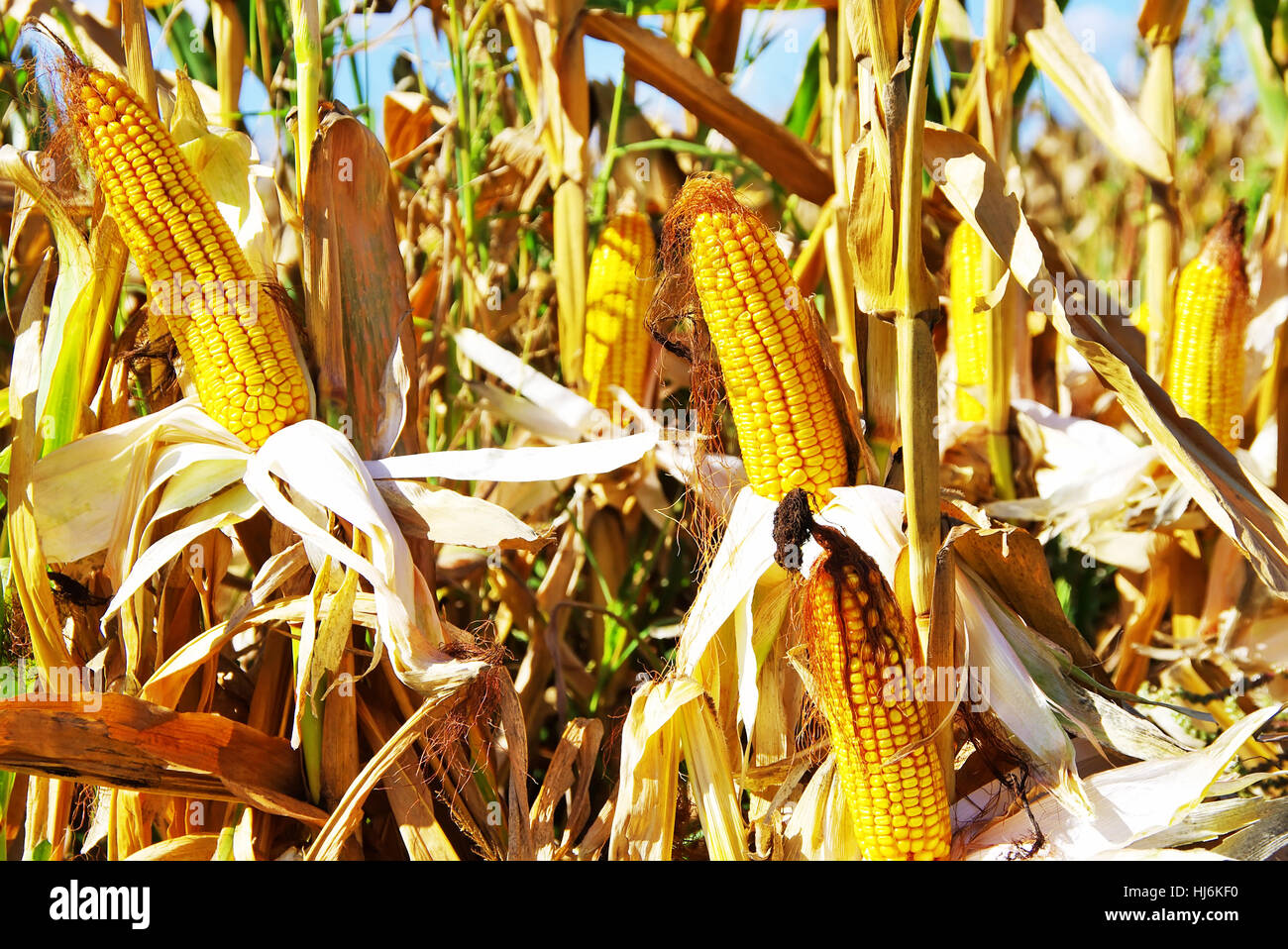 brown, brownish, brunette, agriculture, farming, corn, cereal, backdrop ...