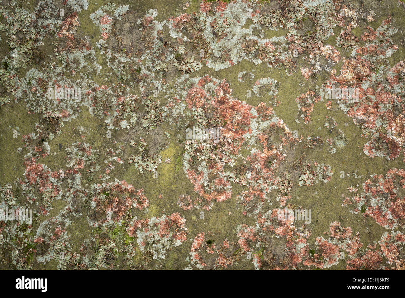 Lichen growing on Millstone Grit, Peak District National Park, South ...