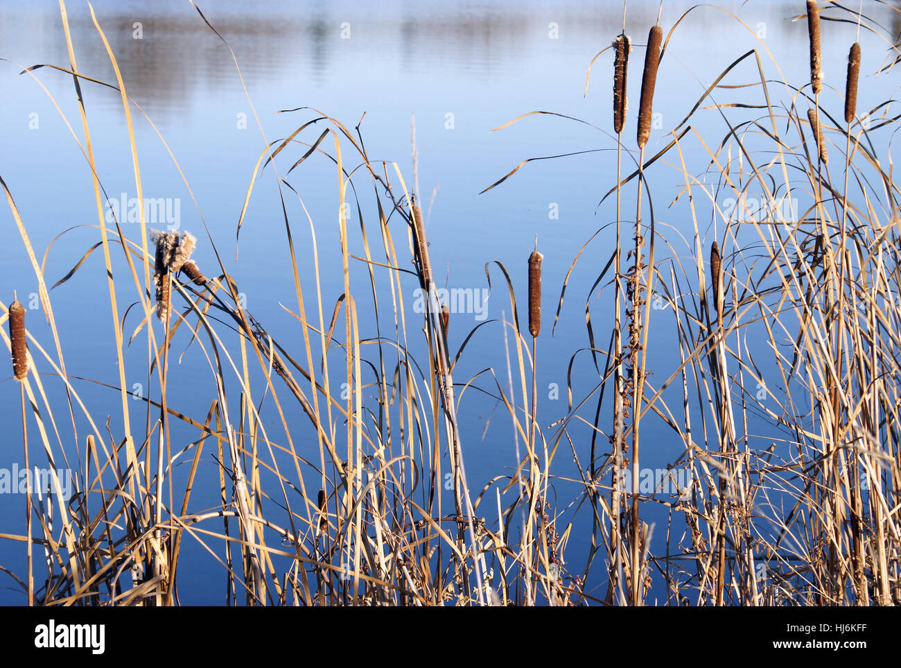 environment, enviroment, closeup, brown, brownish, brunette, habitat ...