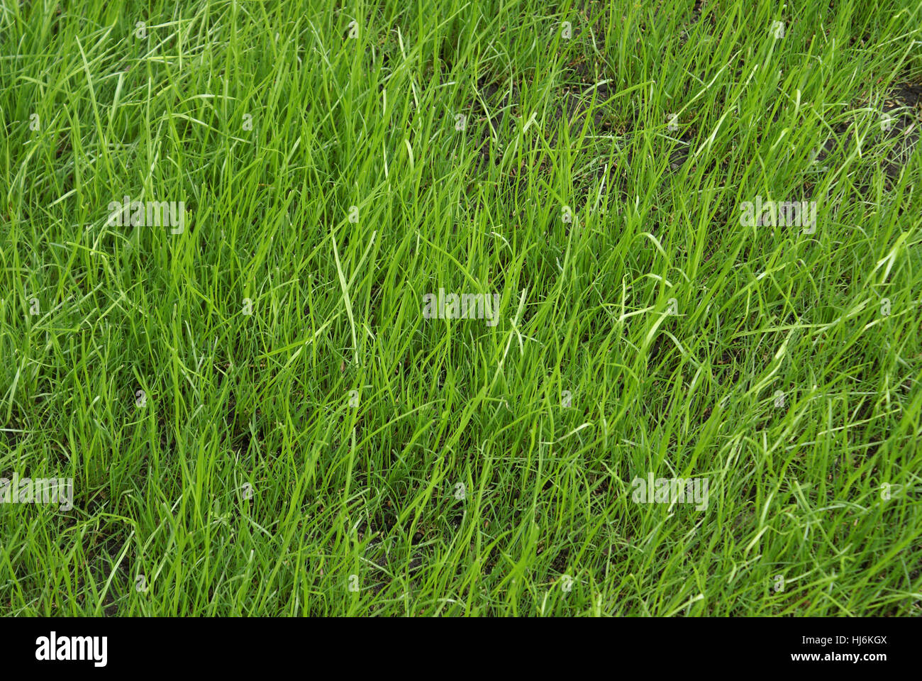 beautiful, beauteously, nice, environment, enviroment, colour, closeup ...