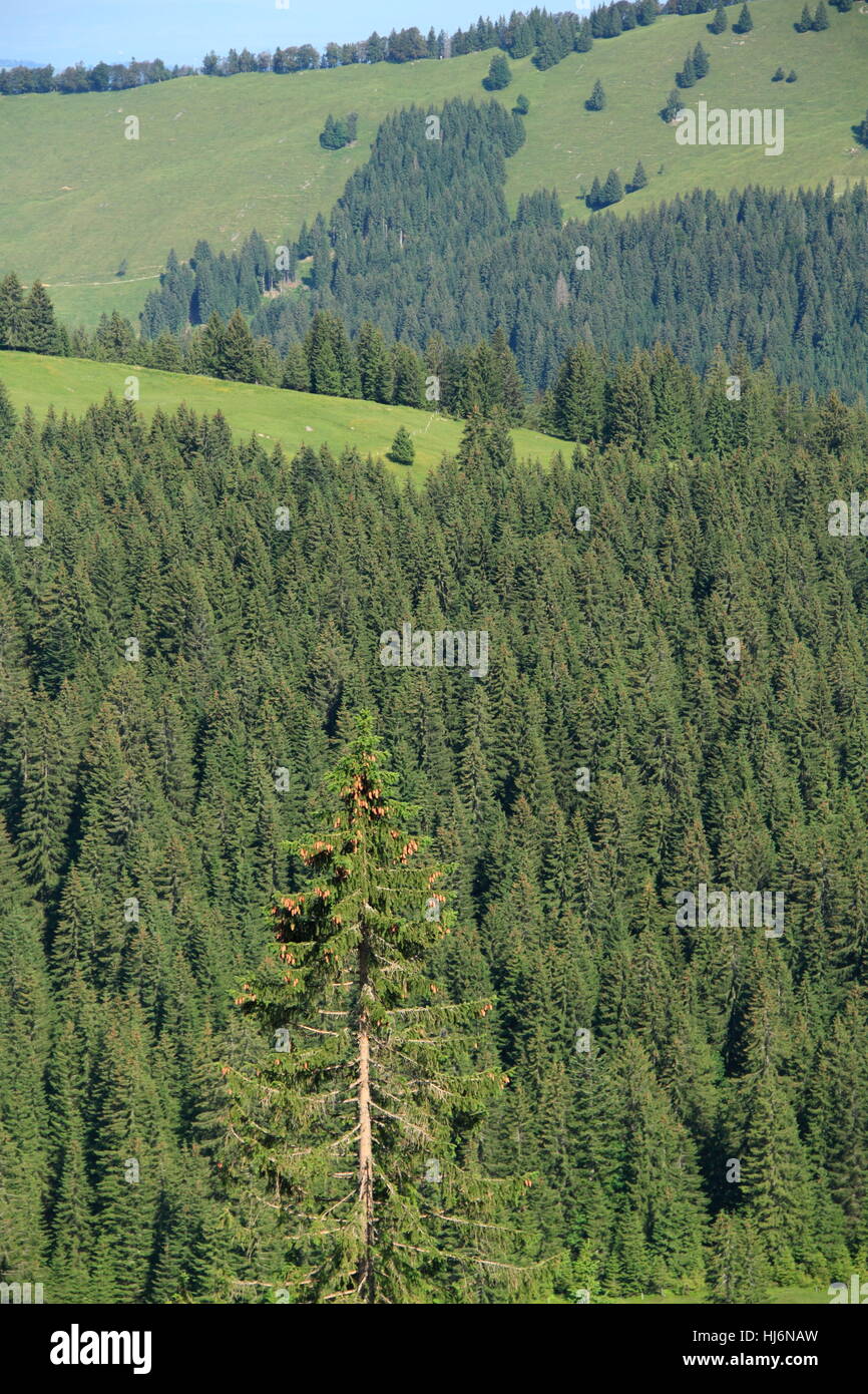 tree, trees, firs, conifer forest, growth, conifers, nature ...