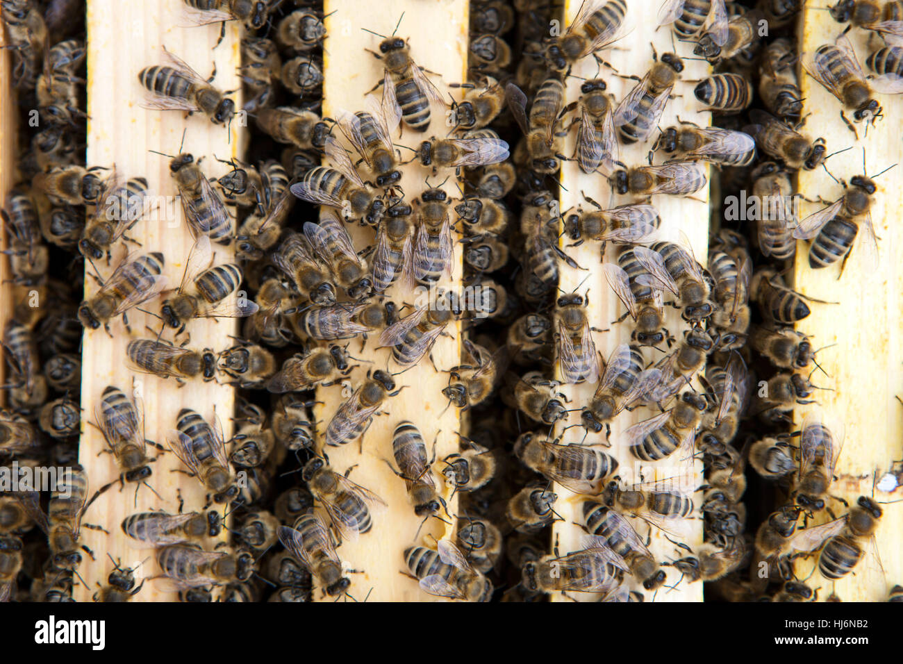 bees, honeycombs, queen, work, job, labor, insect, insects, bees ...
