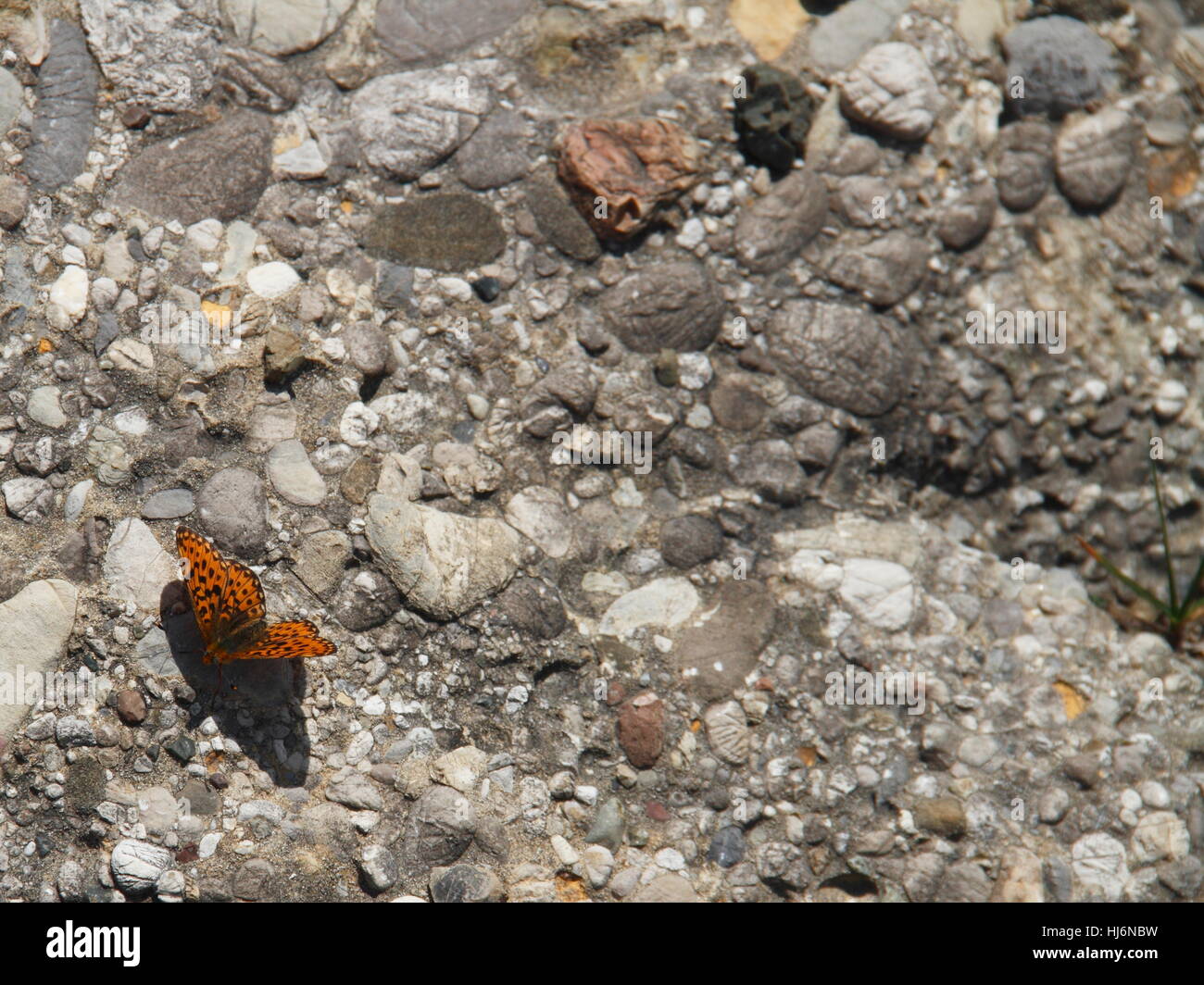 animal, insect, ground, soil, earth, humus, butterfly, rock, moth ...