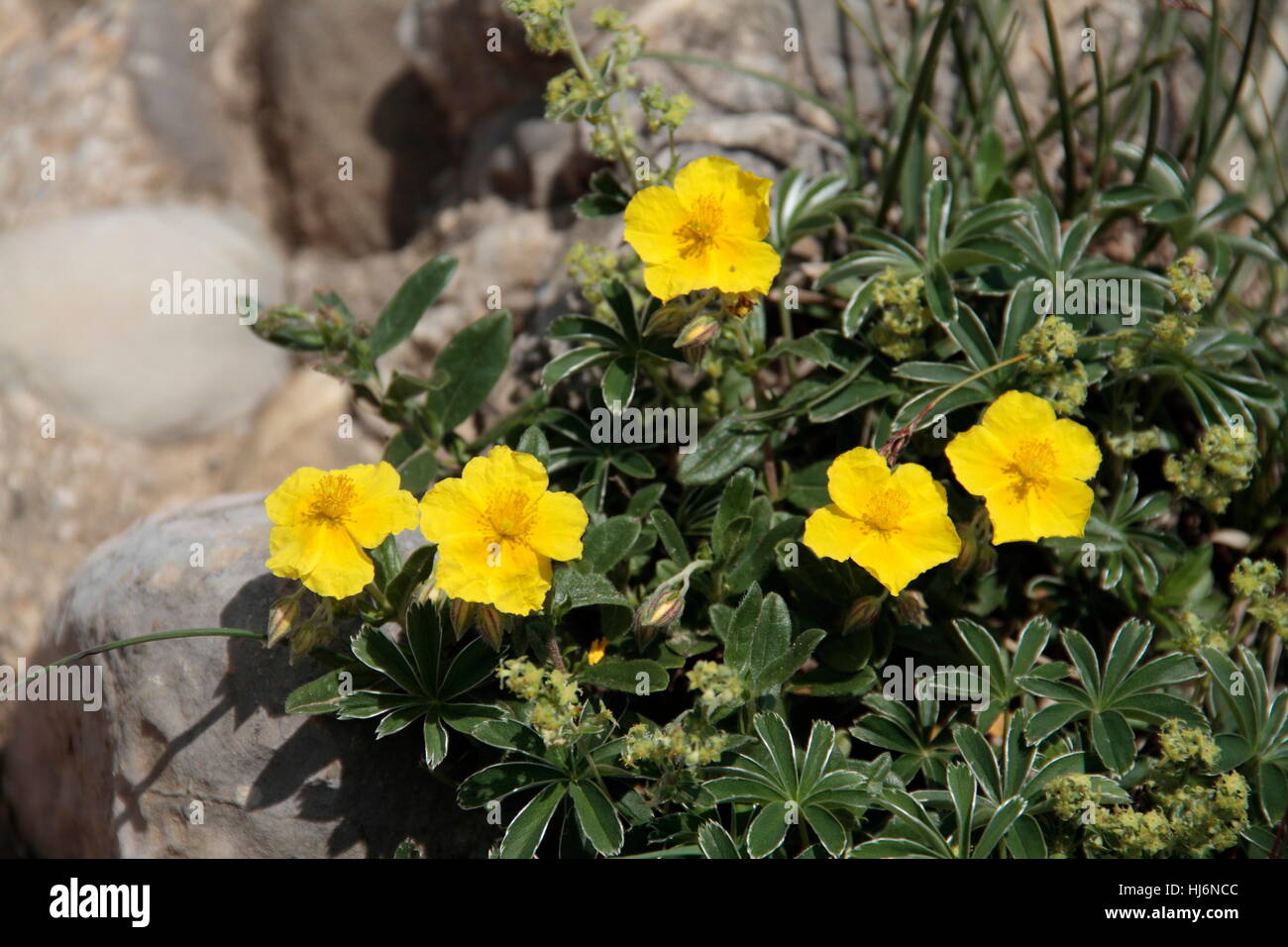 protected, sheltered, environment, enviroment, flower, flowers, plant ...