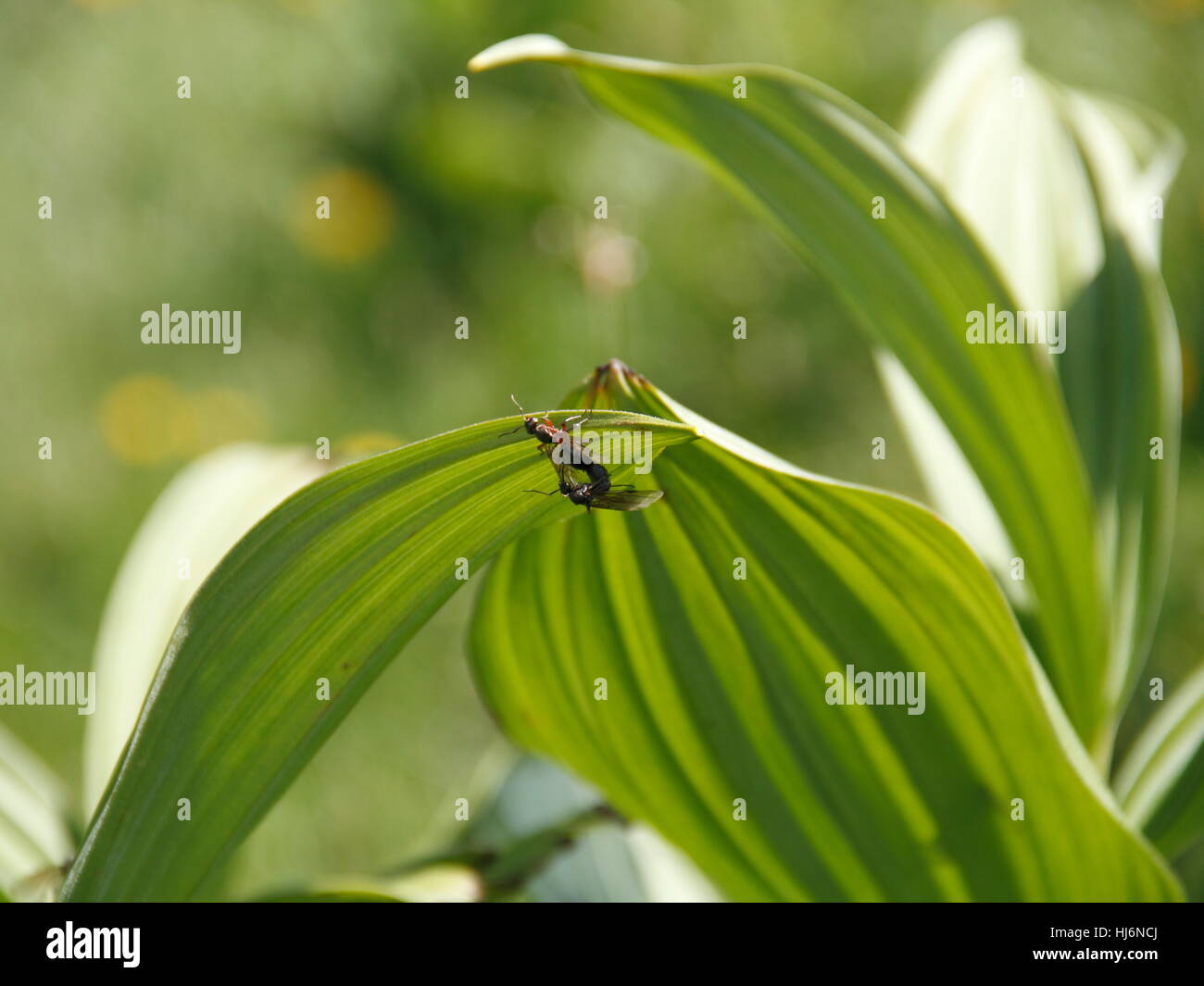 insects, wedding, marriage, marriage ceremony, wedding ceremony, life ...