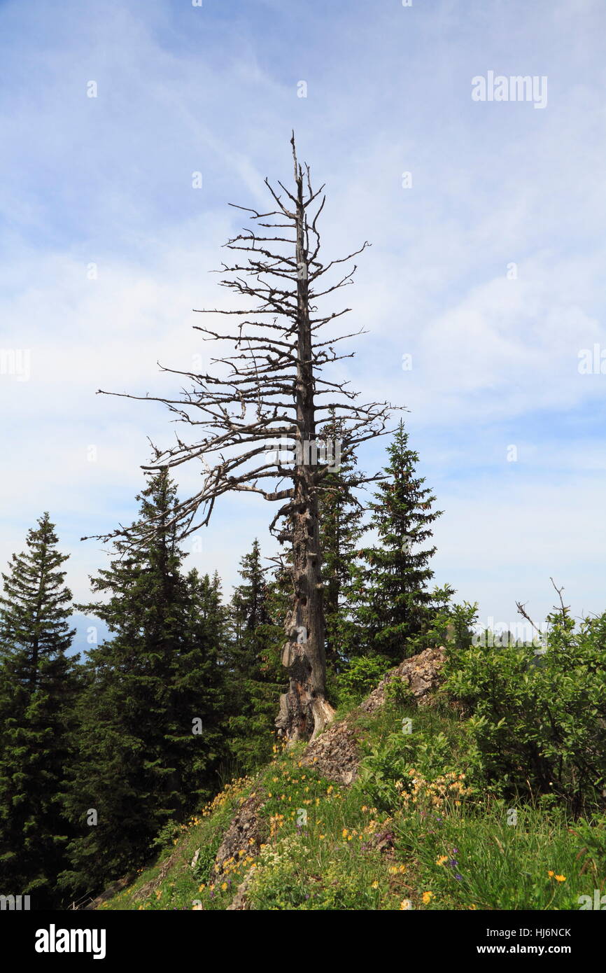 tree, dries up, skeleton, dead, detail, environment, enviroment ...