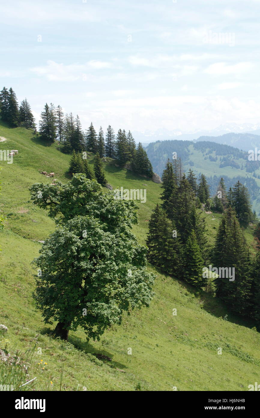 europe, allgu, germany, german federal republic, mountain, forest ...