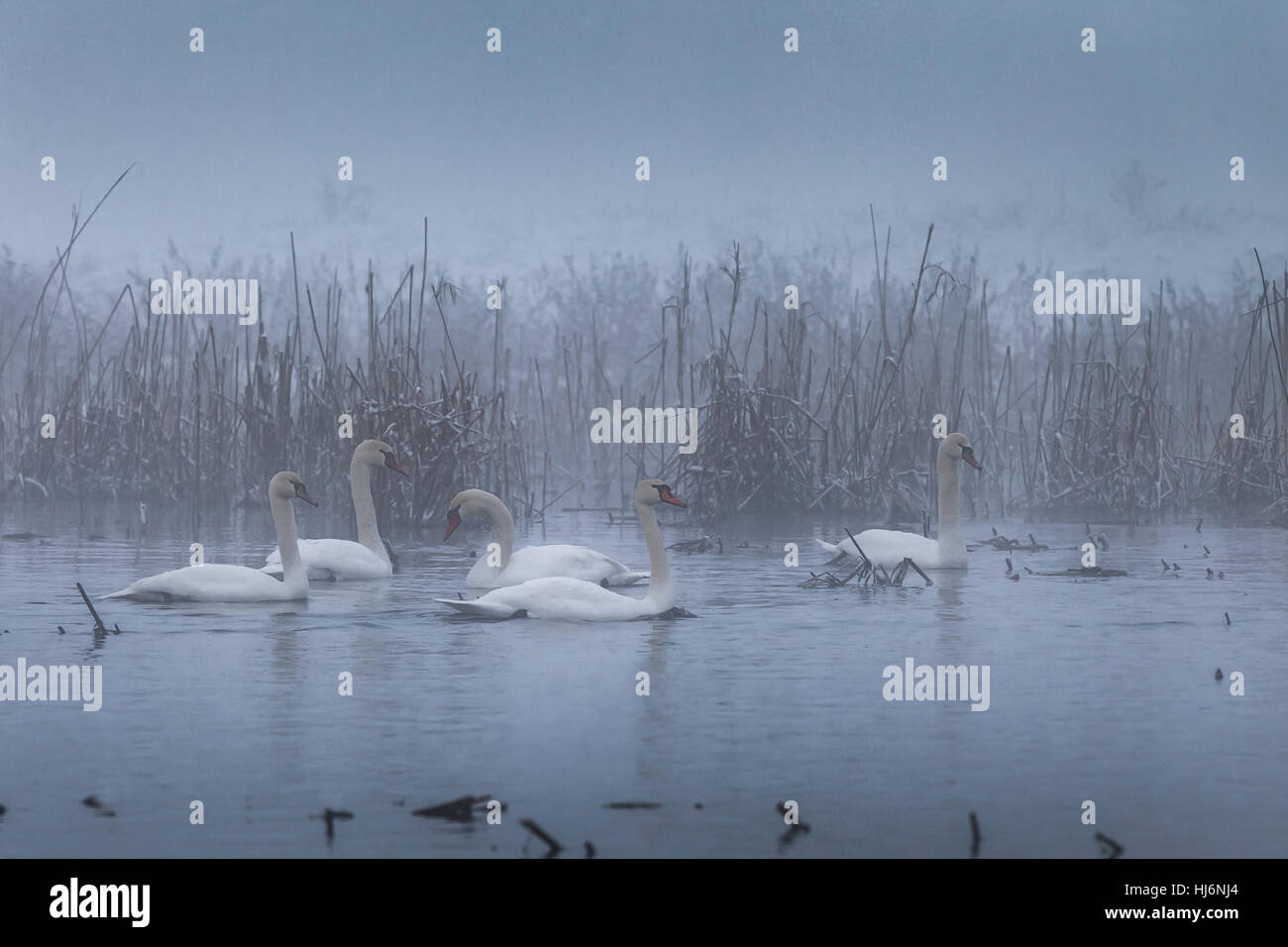 winter, animal, bird, fauna, wild, snow, coke, cocaine, material, drug ...