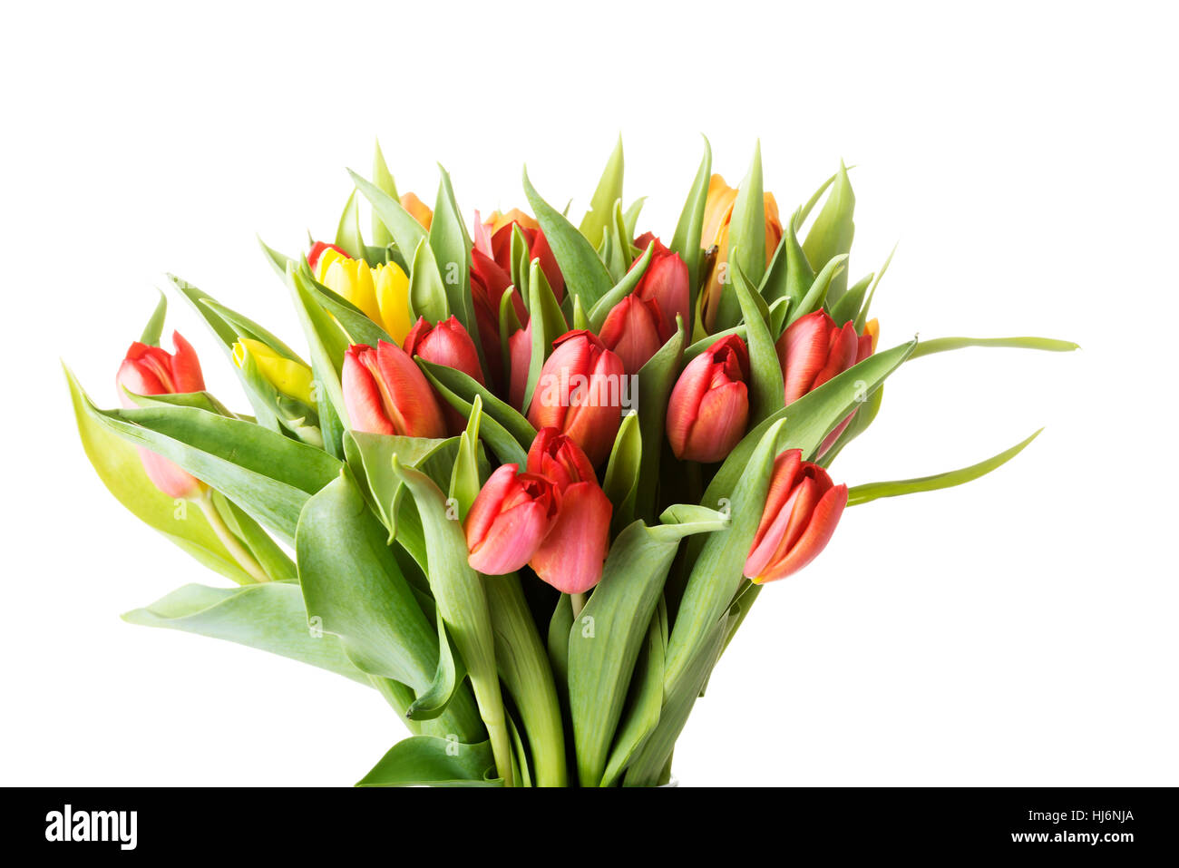 beautiful, beauteously, nice, leaf, object, isolated, colour, holiday ...