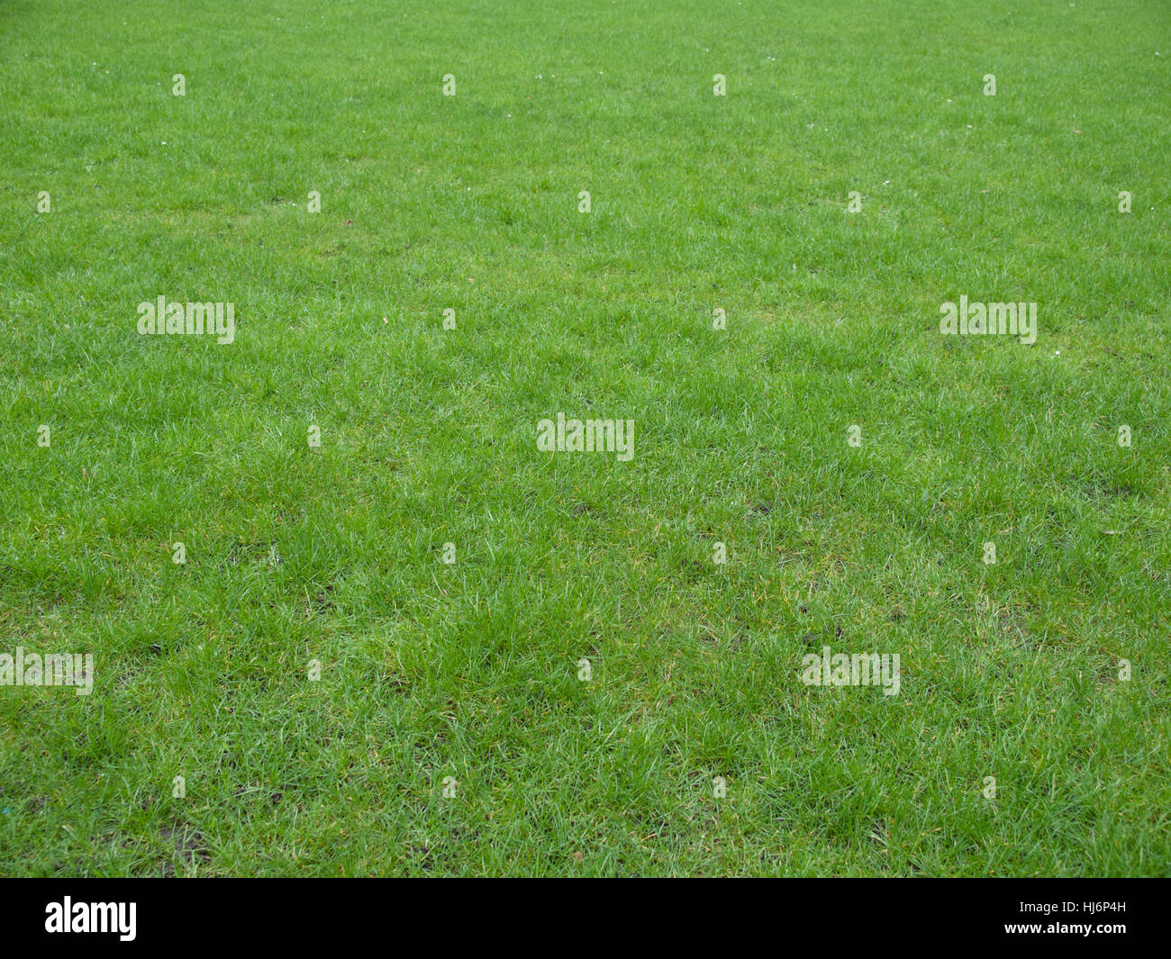 leaf, tree, flower, plant, leaves, material, drug, anaesthetic ...