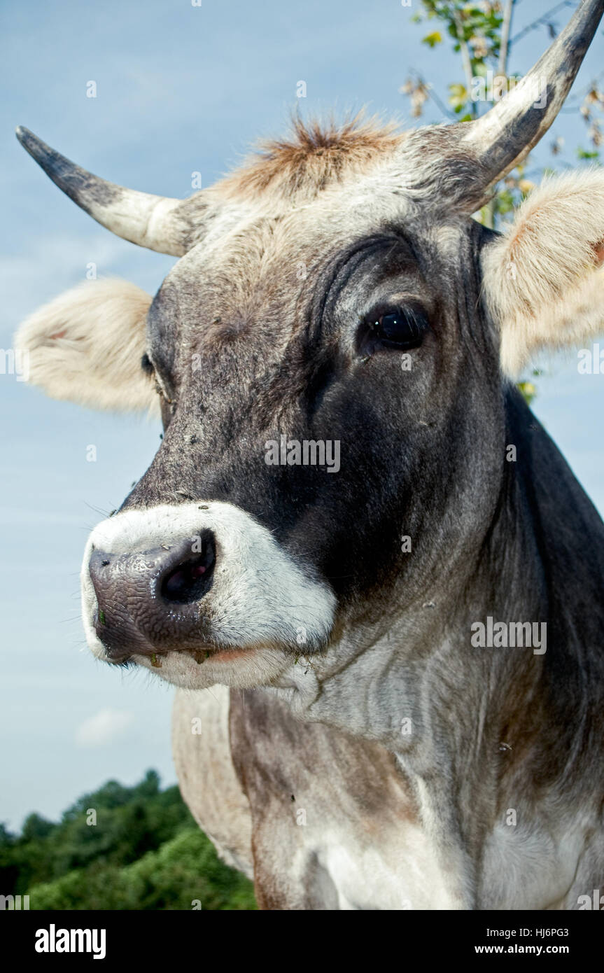 close, blue, closeup, animal, mammal, bull, agriculture, farming, field ...