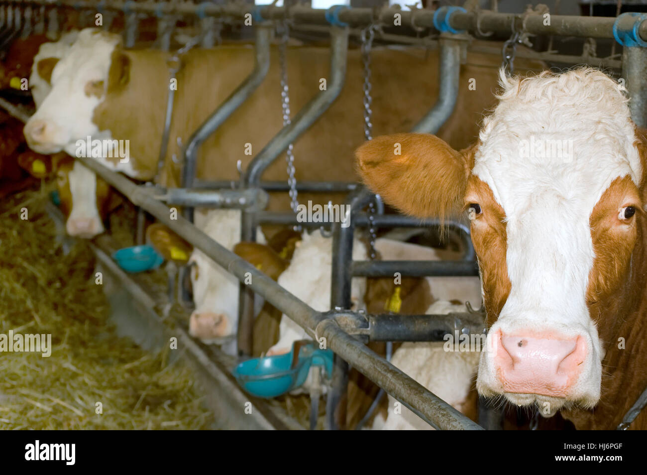 Simmental cattle horns in hi-res stock photography and images - Alamy