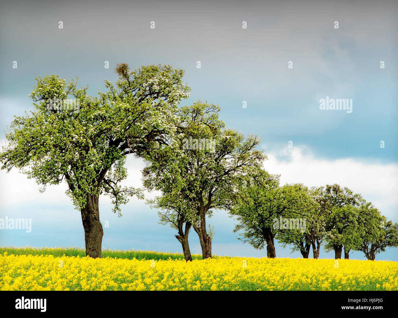 tree, spring, landscape, scenery, countryside, nature, scene, location ...