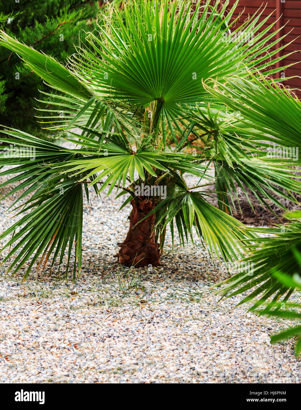 a small palm tree in the garden Stock Photo - Alamy