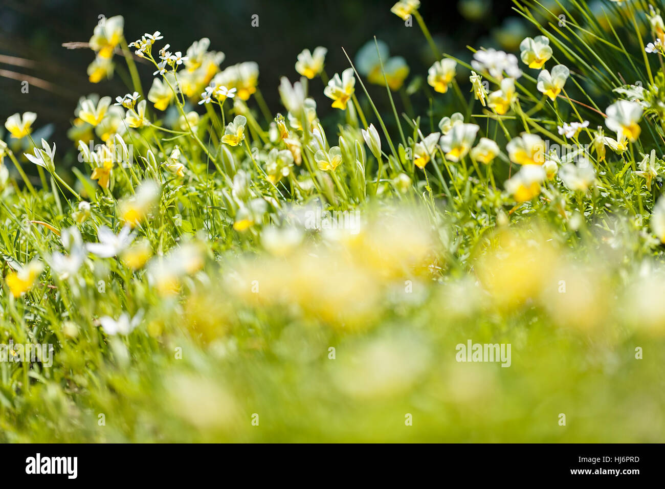 Wild white yellow violets on the green grass in nature, note shallow ...