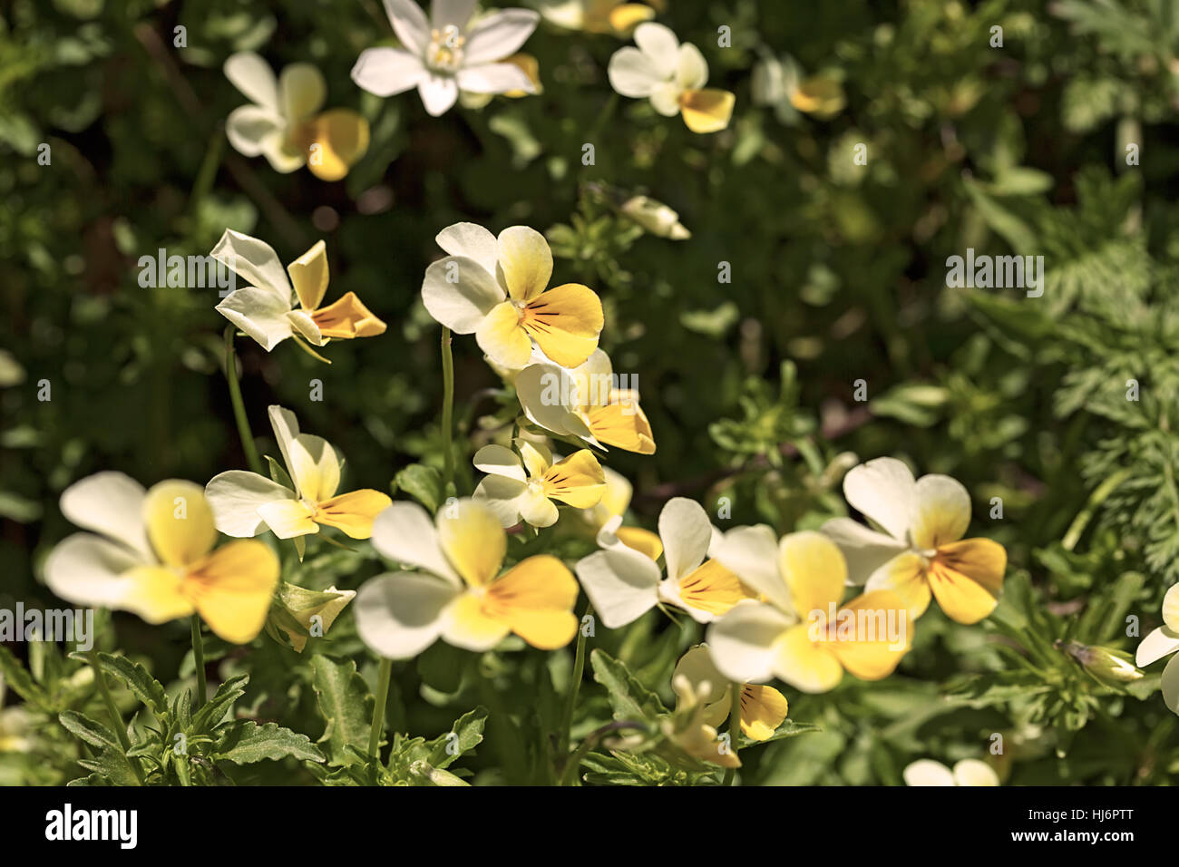 Wild white yellow violets on the green grass in nature, note shallow ...