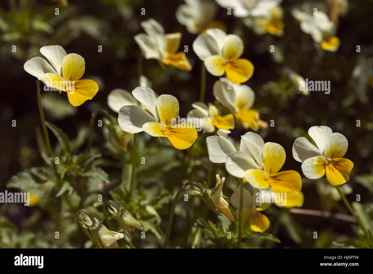 Wild white yellow violets on the green grass in nature, note shallow ...