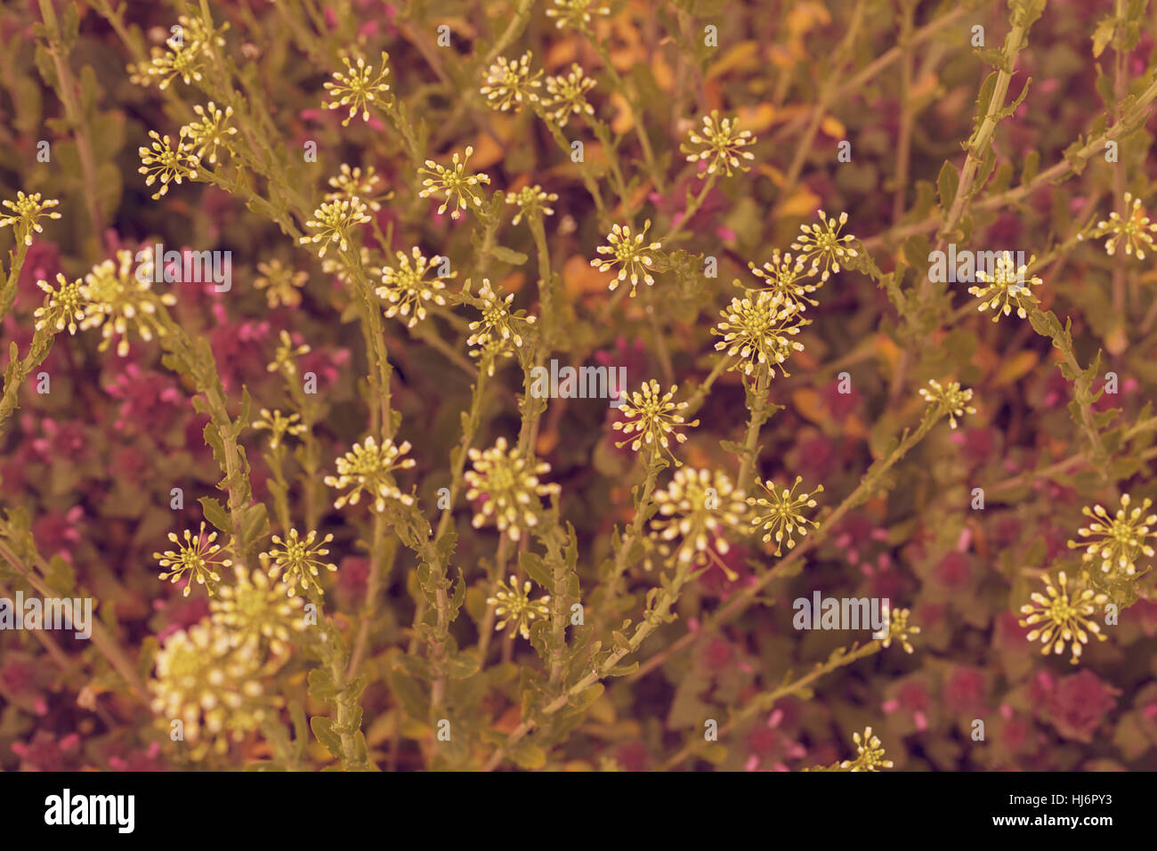 high plants with small white flowers in the field, note shallow depth ...