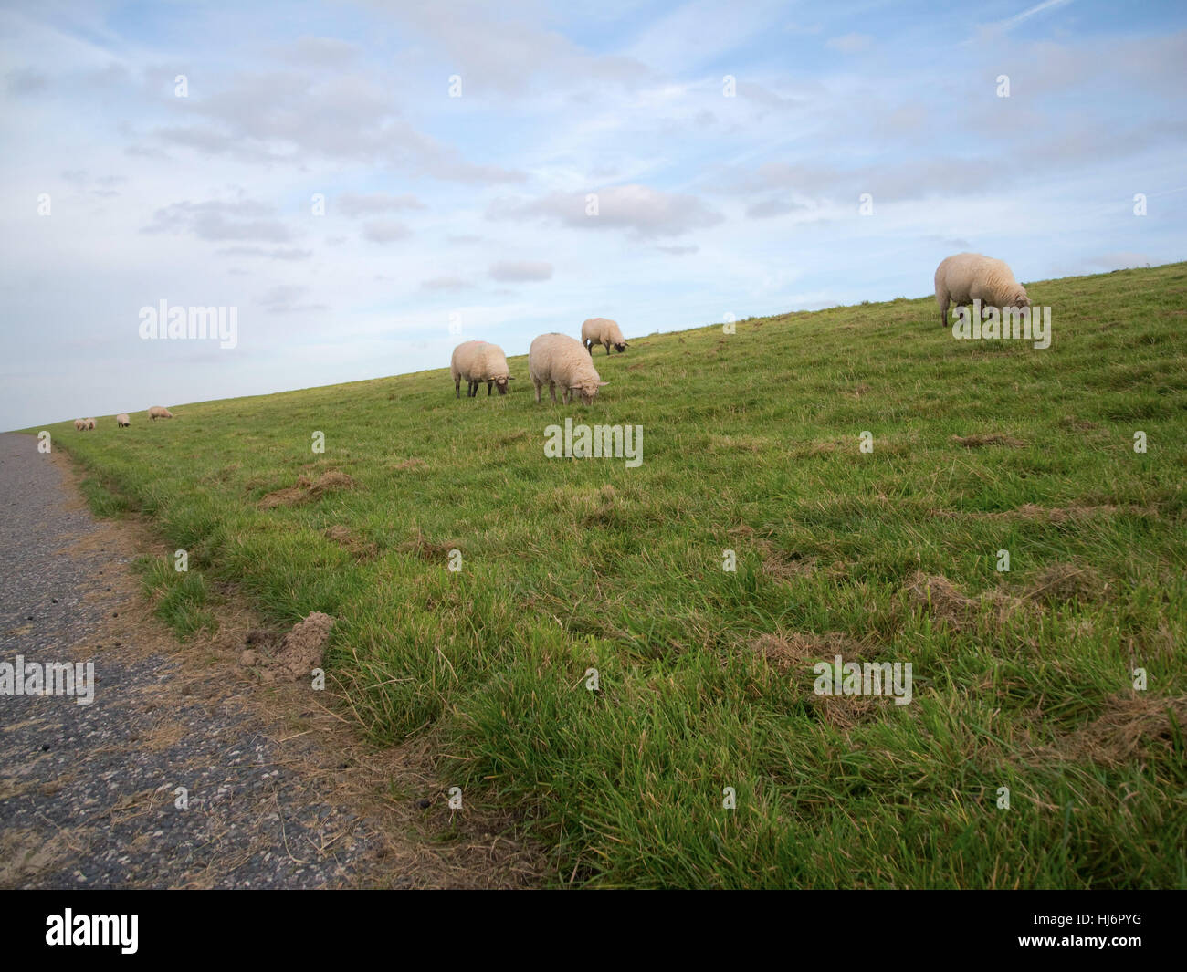 Sheeps sheep graze on lawn hi-res stock photography and images - Alamy